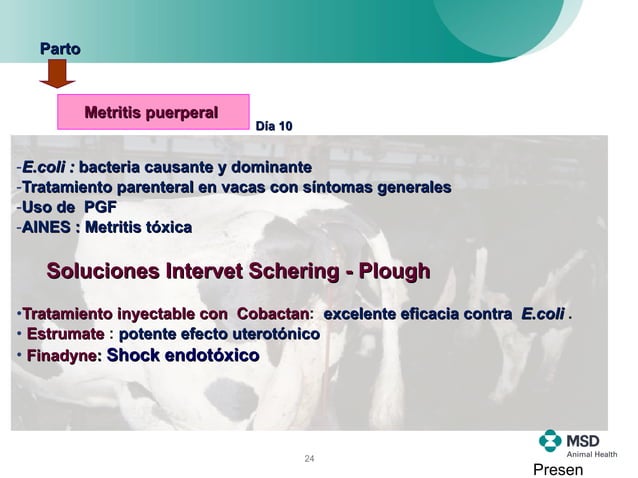 Msd manejo farmacológico de la metritis y endometritis bovina fp | PPT