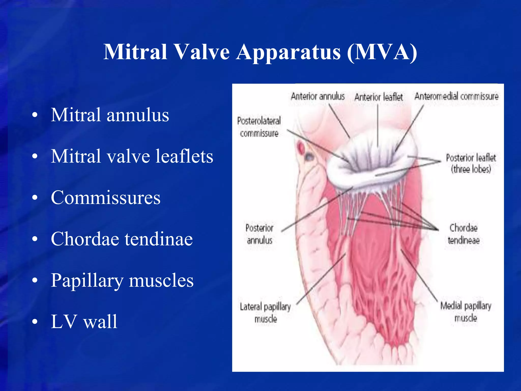 ECHOCARDIOGRAPHIC EVALUATION OF MITRAL VALVE DISEASE | PPTX