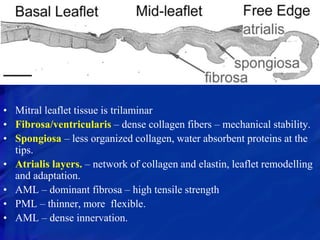 ECHOCARDIOGRAPHIC EVALUATION OF MITRAL VALVE DISEASE | PPTX