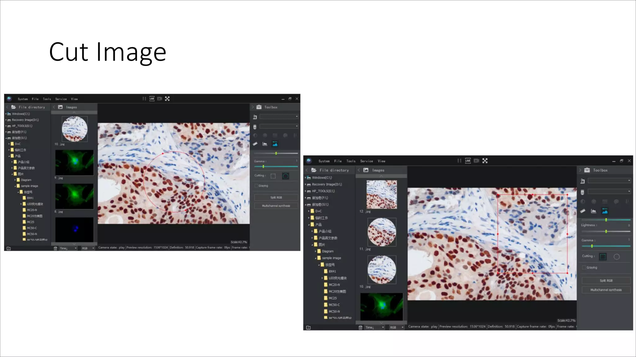 Mshot microscope imaging analysis software introduction | PDF