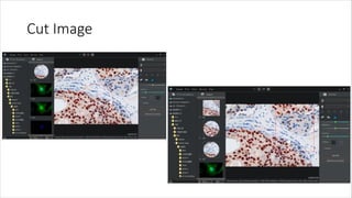 Mshot microscope imaging analysis software introduction | PDF
