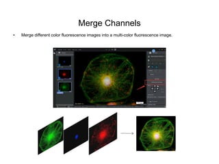 MSHOT fluorescence microscope imaging software | PPT