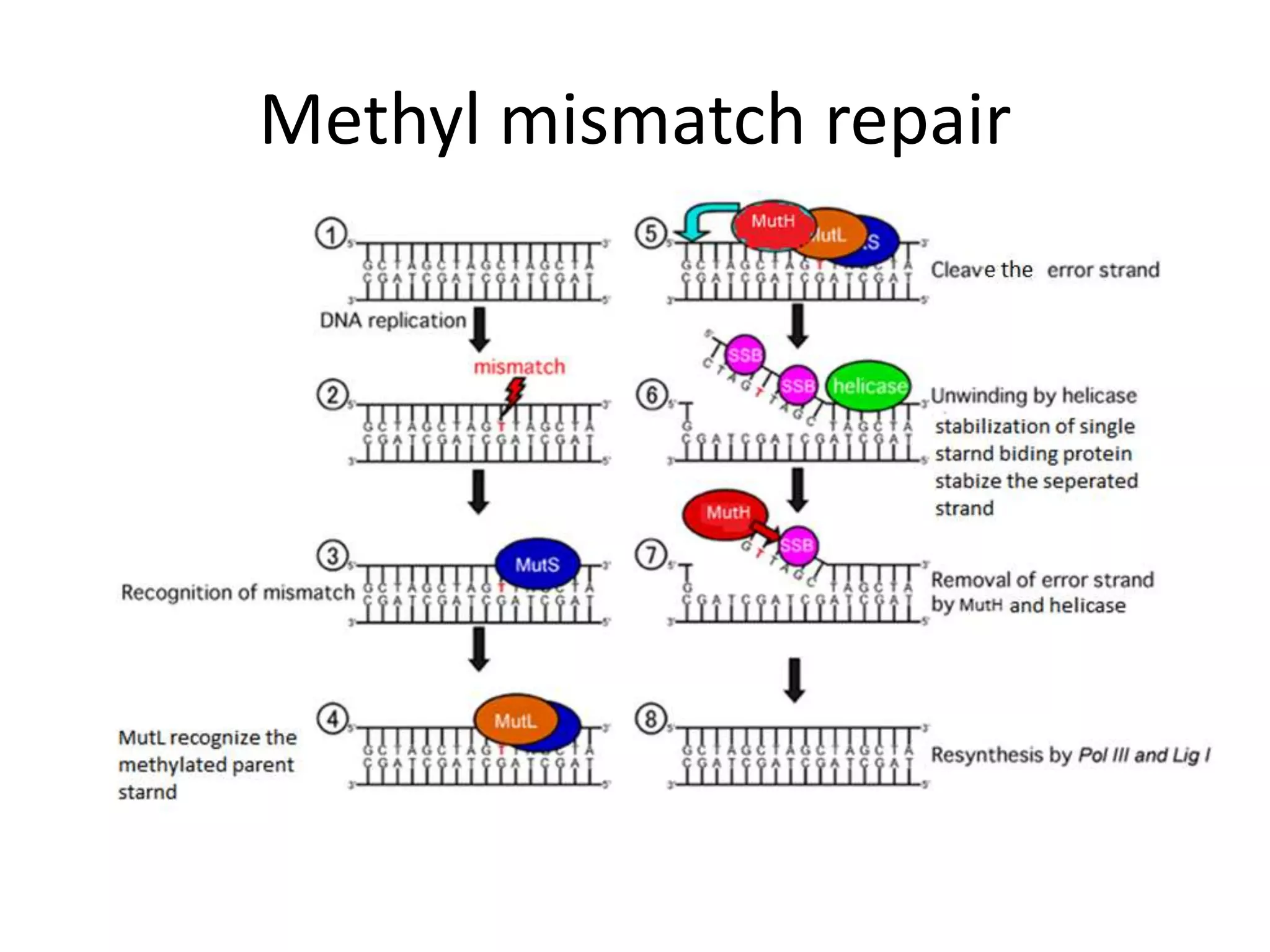 Microsatellite instability | PPTX