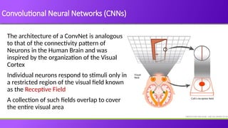 msila vsion segmentation batata and brain.pptx