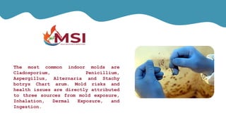 MSI offers Professional mold inspection Services.pptx