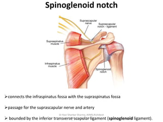 Diagnostic Ultrasound of shoulder | PPTX