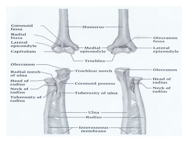 MSK Elbow Injuries .pptx