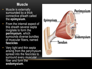 Musculoskeletal Ultrasound - Basic | PPTX