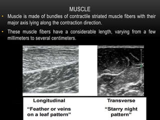 Musculoskeletal Ultrasound - Basic | PPTX