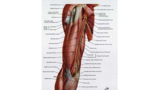 Elbow joint USG(MSK).pptx