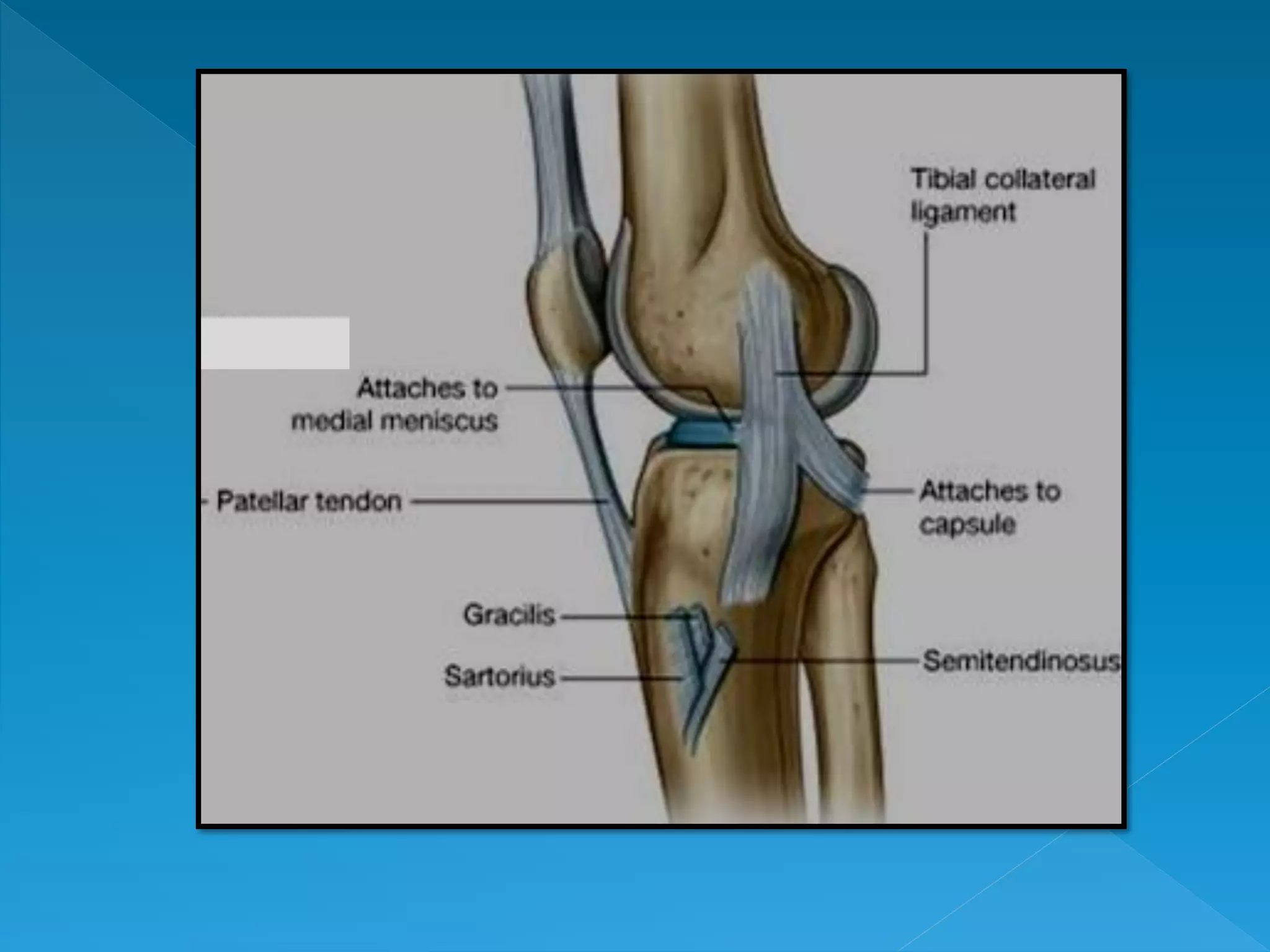 Msk US LL anatomy & technique pdf | PDF