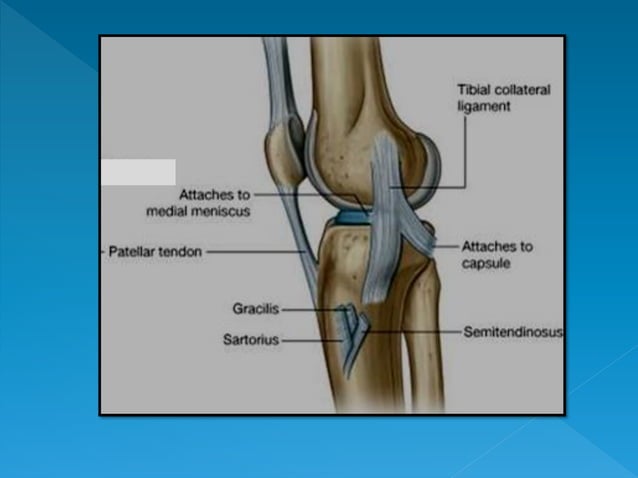 Msk US LL anatomy & technique pdf | PPT
