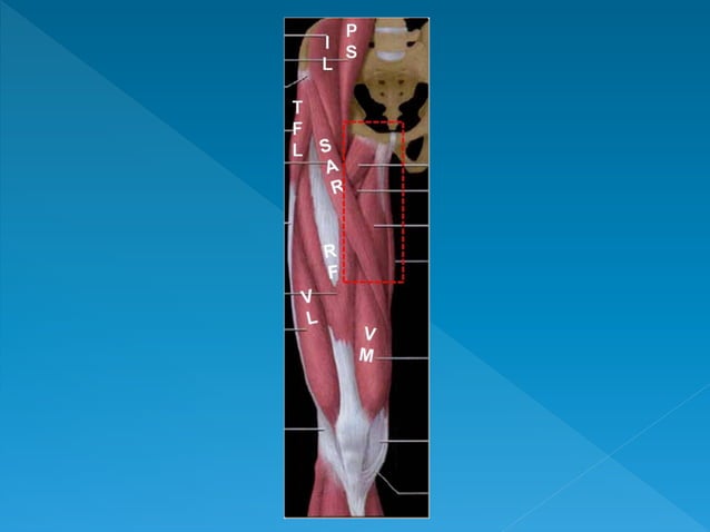 Msk US LL anatomy & technique pdf | PPT