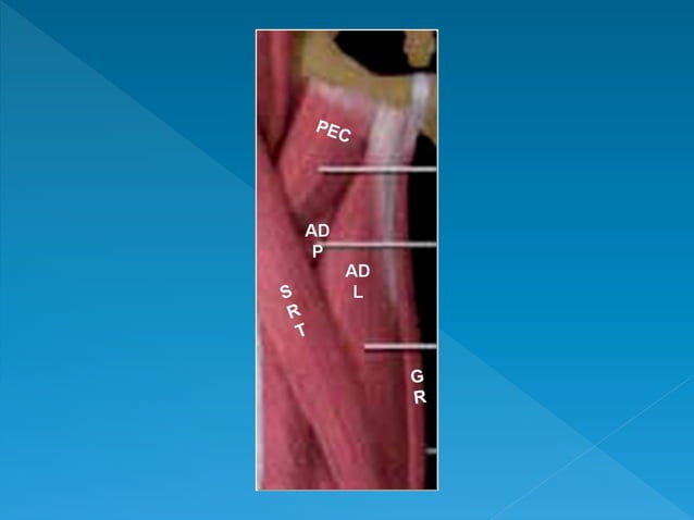 Msk US LL anatomy & technique pdf | PPT