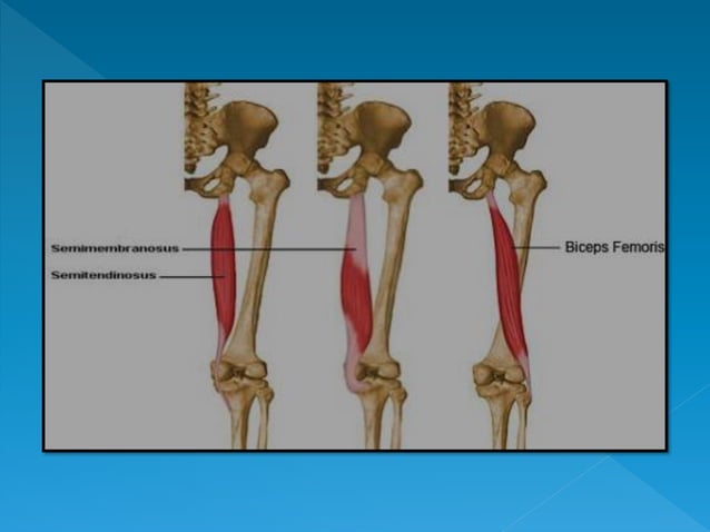Msk US LL anatomy & technique pdf | PPT