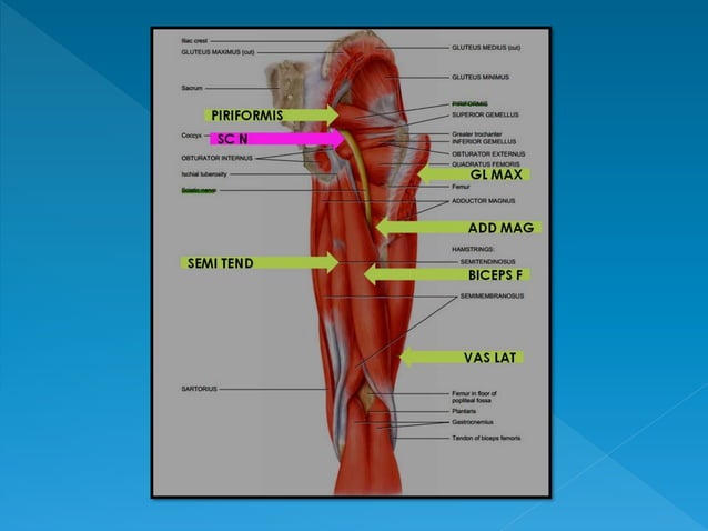 Msk US LL anatomy & technique pdf | PPT