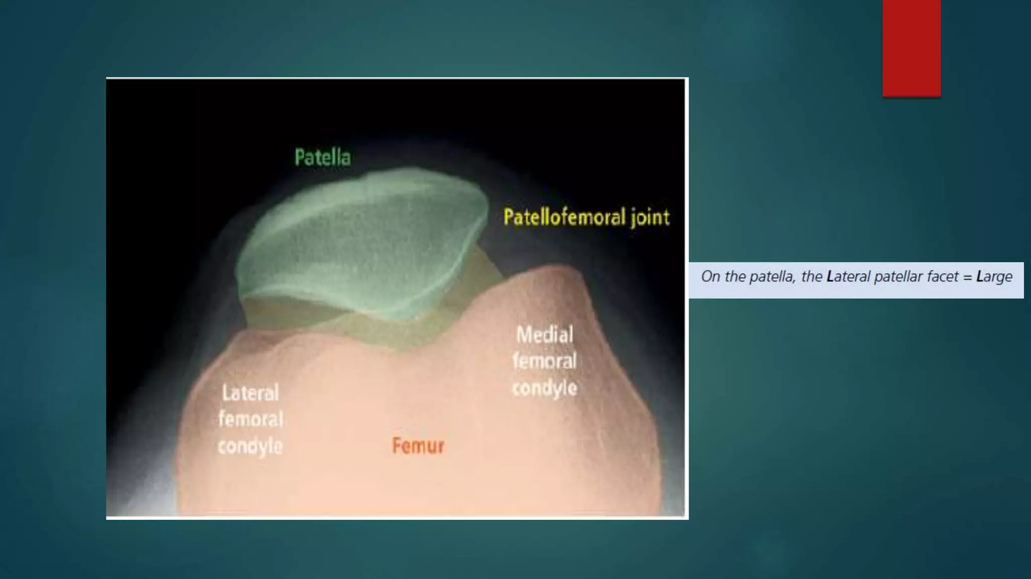 Msk x ray normal anatomy | PPTX