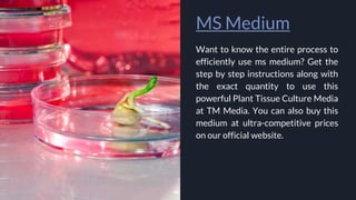 Ms medium | PPTX