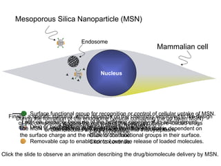 Msn Endocytosis | PPT