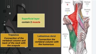 Ms of Back Group 10.pptx