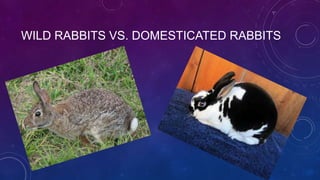 Ms rabbits bio_div | PPT