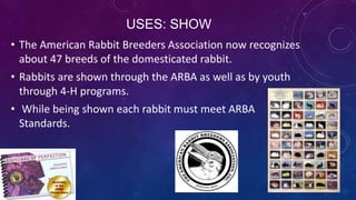 Ms rabbits bio_div | PPT