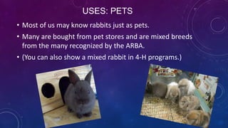 Ms rabbits bio_div | PPT