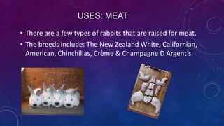 Ms rabbits bio_div | PPT