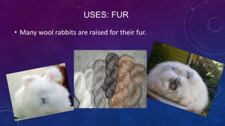 Ms rabbits bio_div | PPT