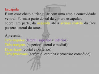 Resuno de ossos dos membros superiores | PPT