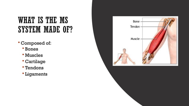 IntroductiontoMusculoskeletalSYSTEM.pptx