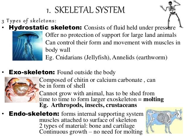 Msu3780 2016 Human body systems 1 skeletal Msu3780 2016 Human body systems 1 skeletal
