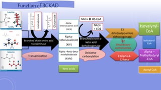 Msud presentation | PPTX