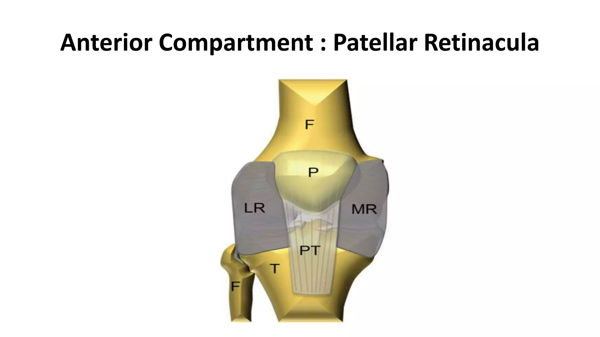 Muscloskeletal Ultrasound of the knee (basic level) | PPTX
