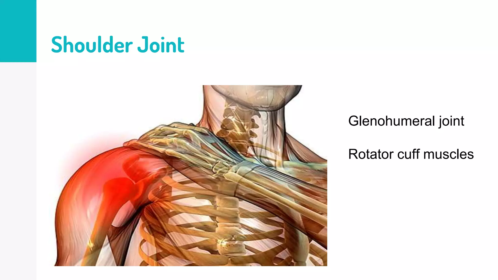 Muscloskeletal Ultrasound of the shoulder (basic level) | PPTX