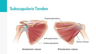 Muscloskeletal Ultrasound of the shoulder (basic level) | PPTX