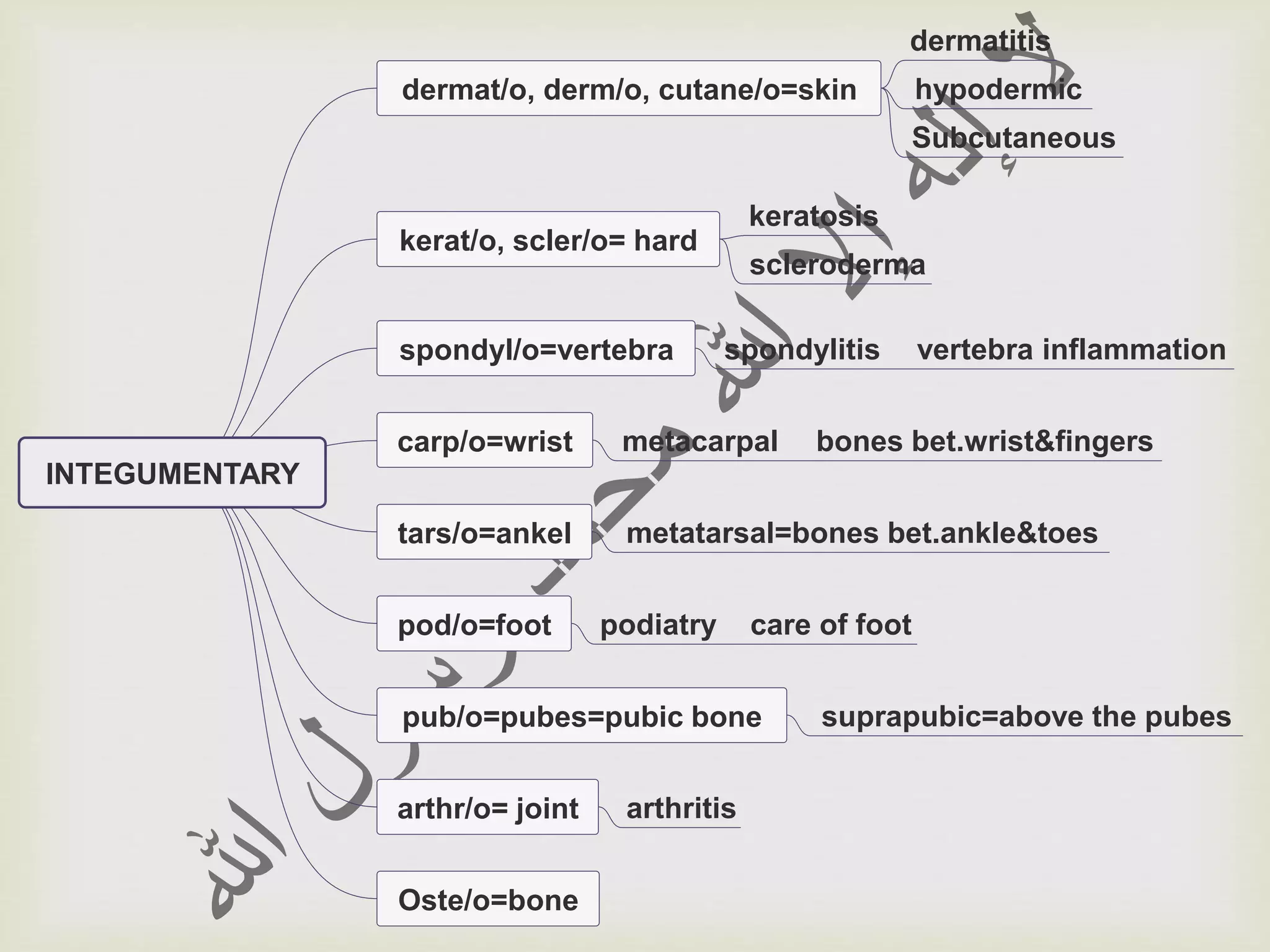 Medical Terminology Mindmap | PPTX