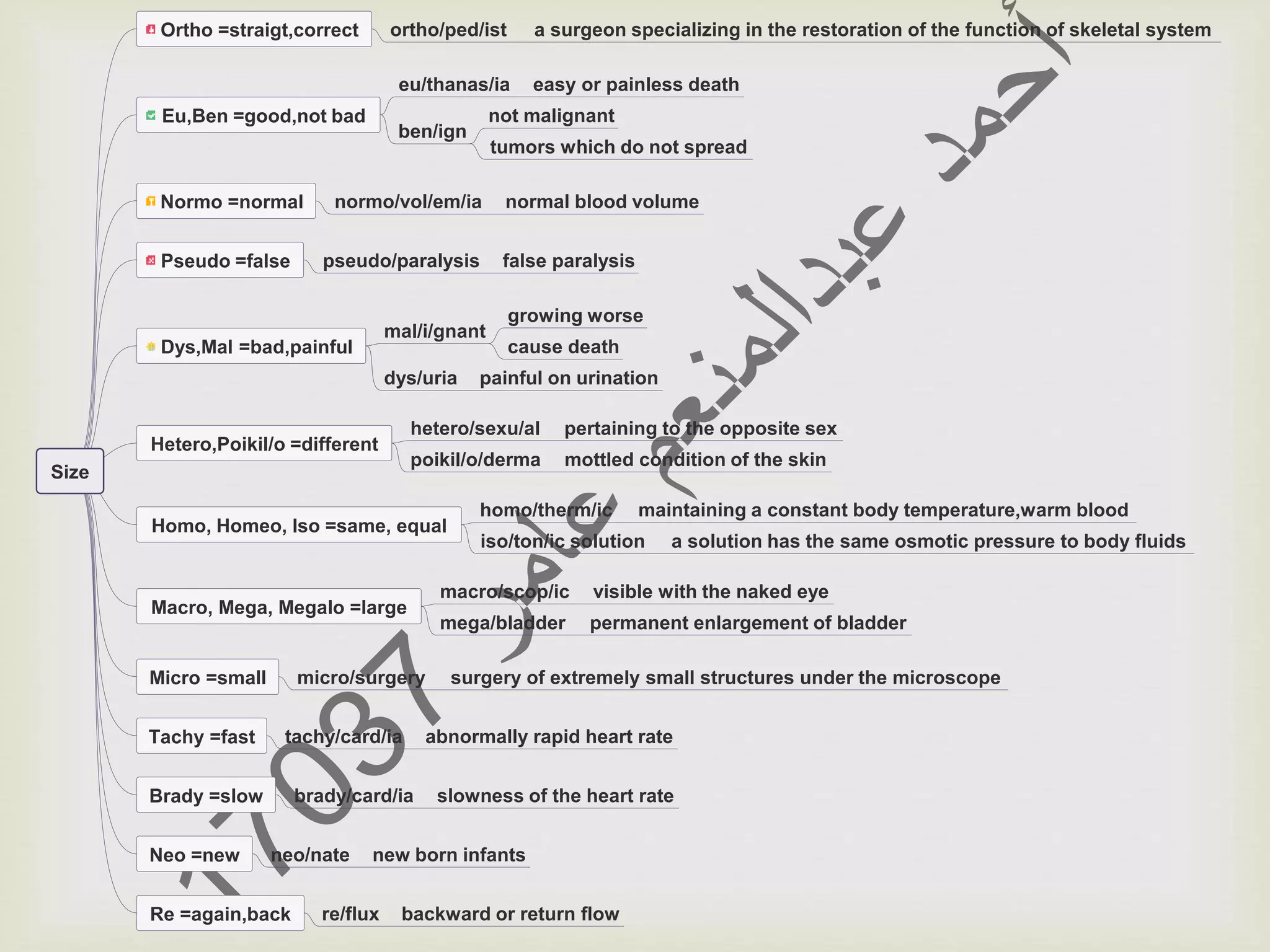 Medical Terminology Mindmap | PPTX
