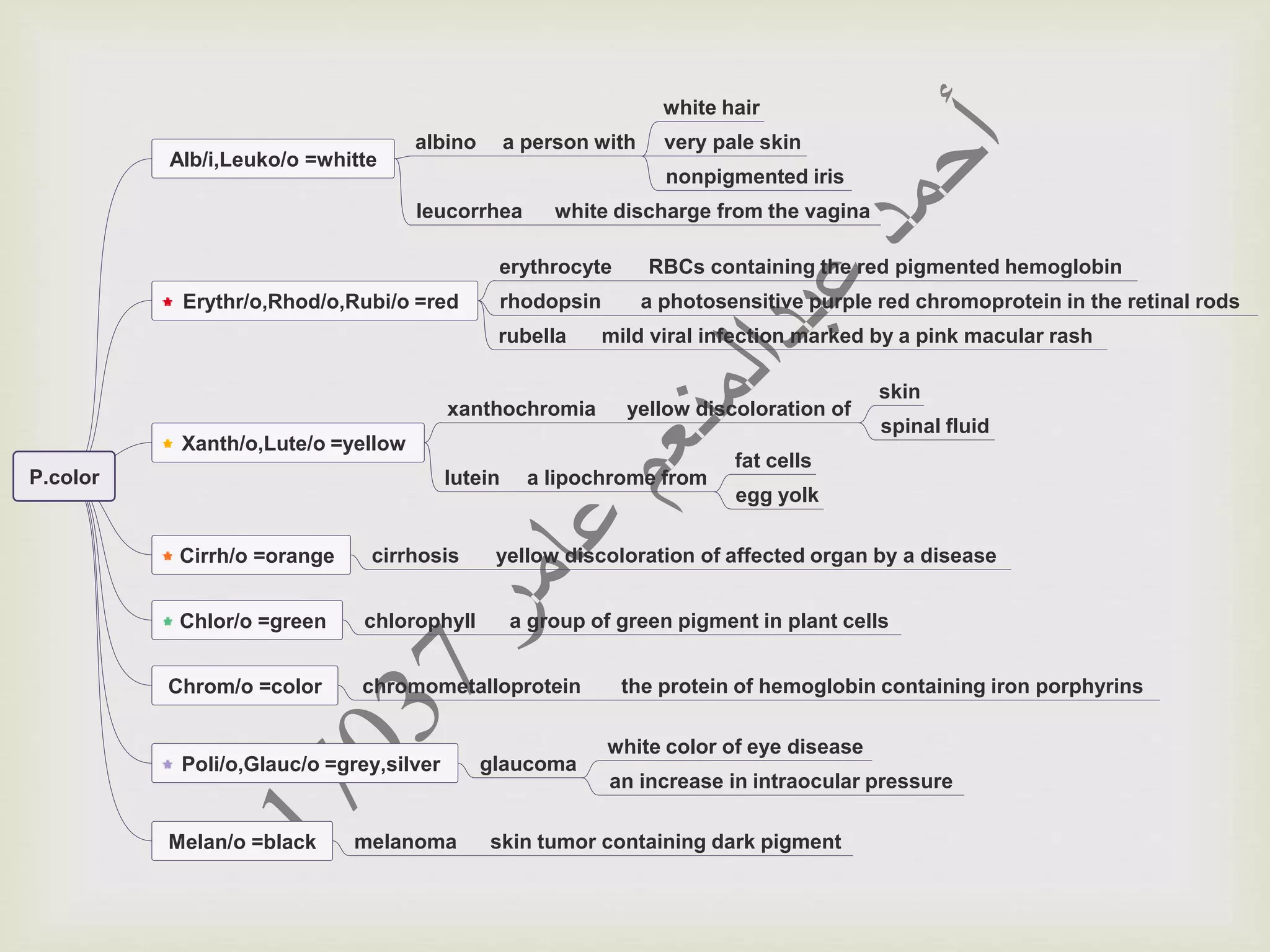 Medical Terminology Mindmap | PPTX