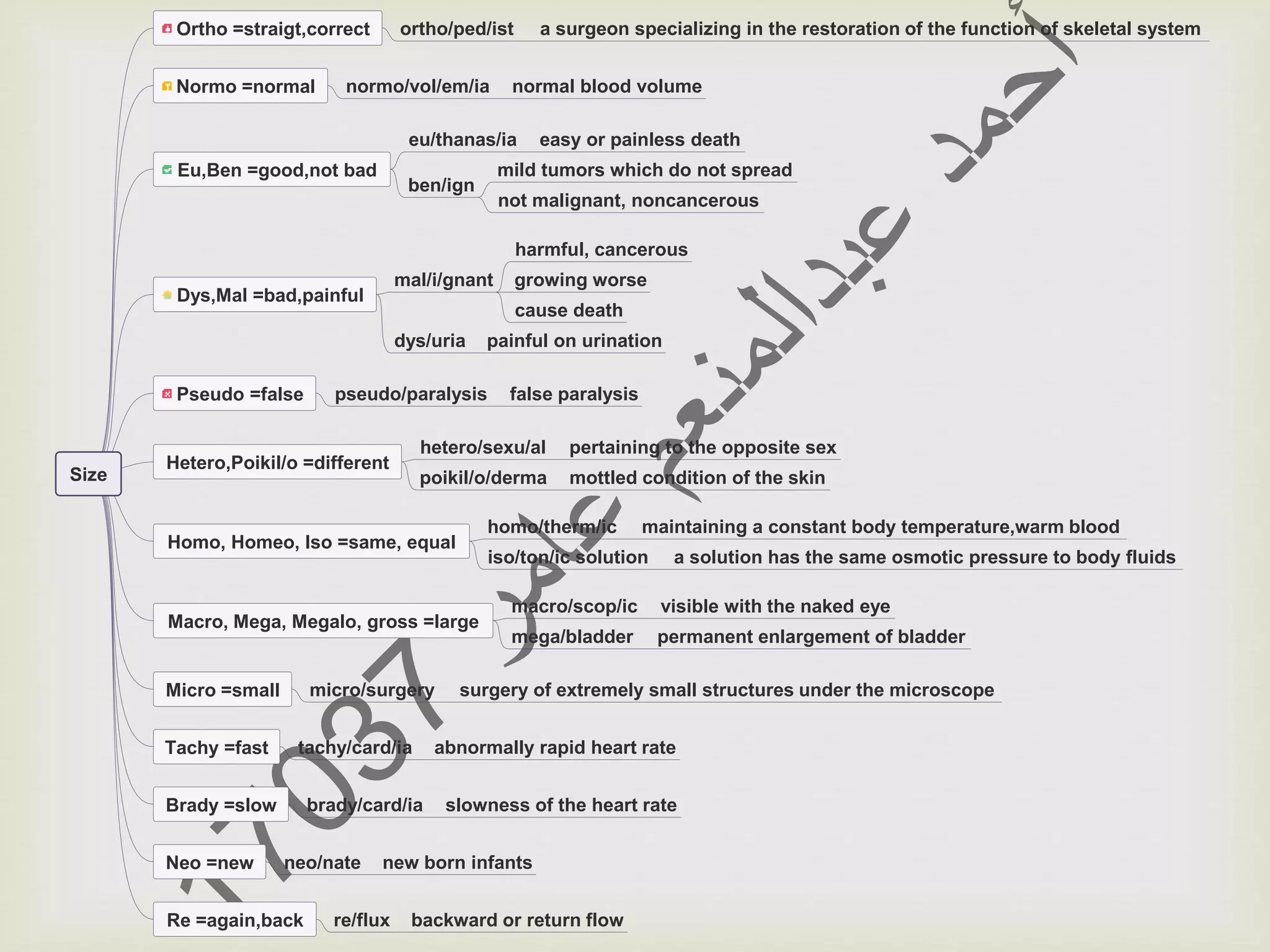 Medical Terminology Mindmap | PPTX