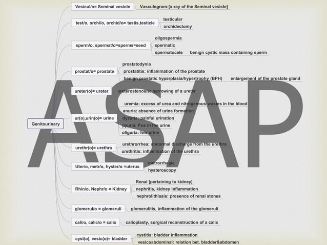 Medical Terminology Mindmap | PPTX