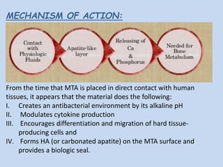 Mta presentation | PPTX