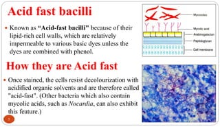 Mycobacterium tuberculosis | PPTX