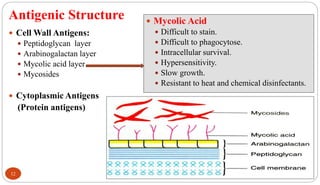 Mycobacterium Tuberculosis Structure