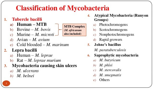 Mycobacterium tuberculosis