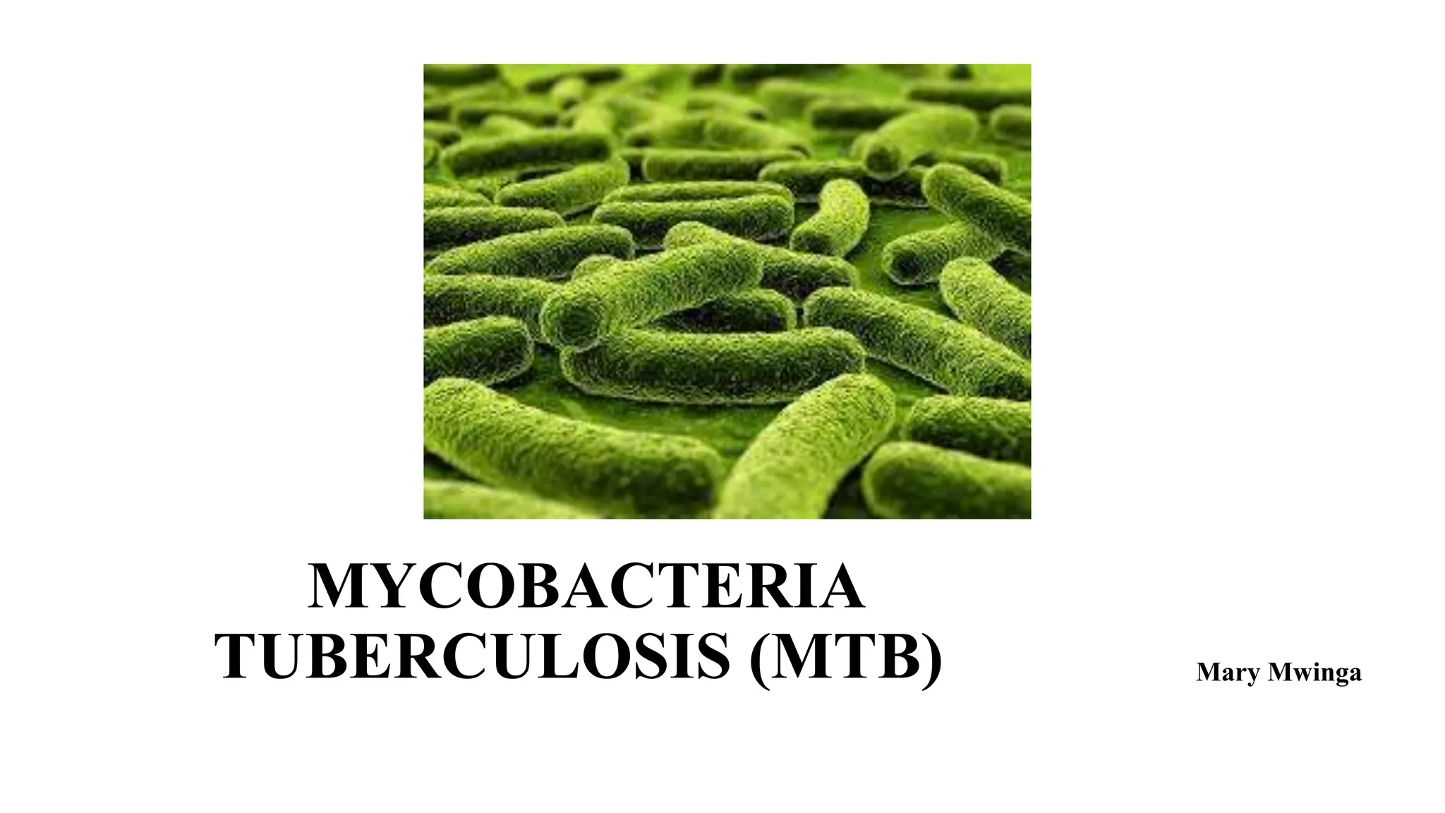 Mycobacterium Tuberculosis | PPTX
