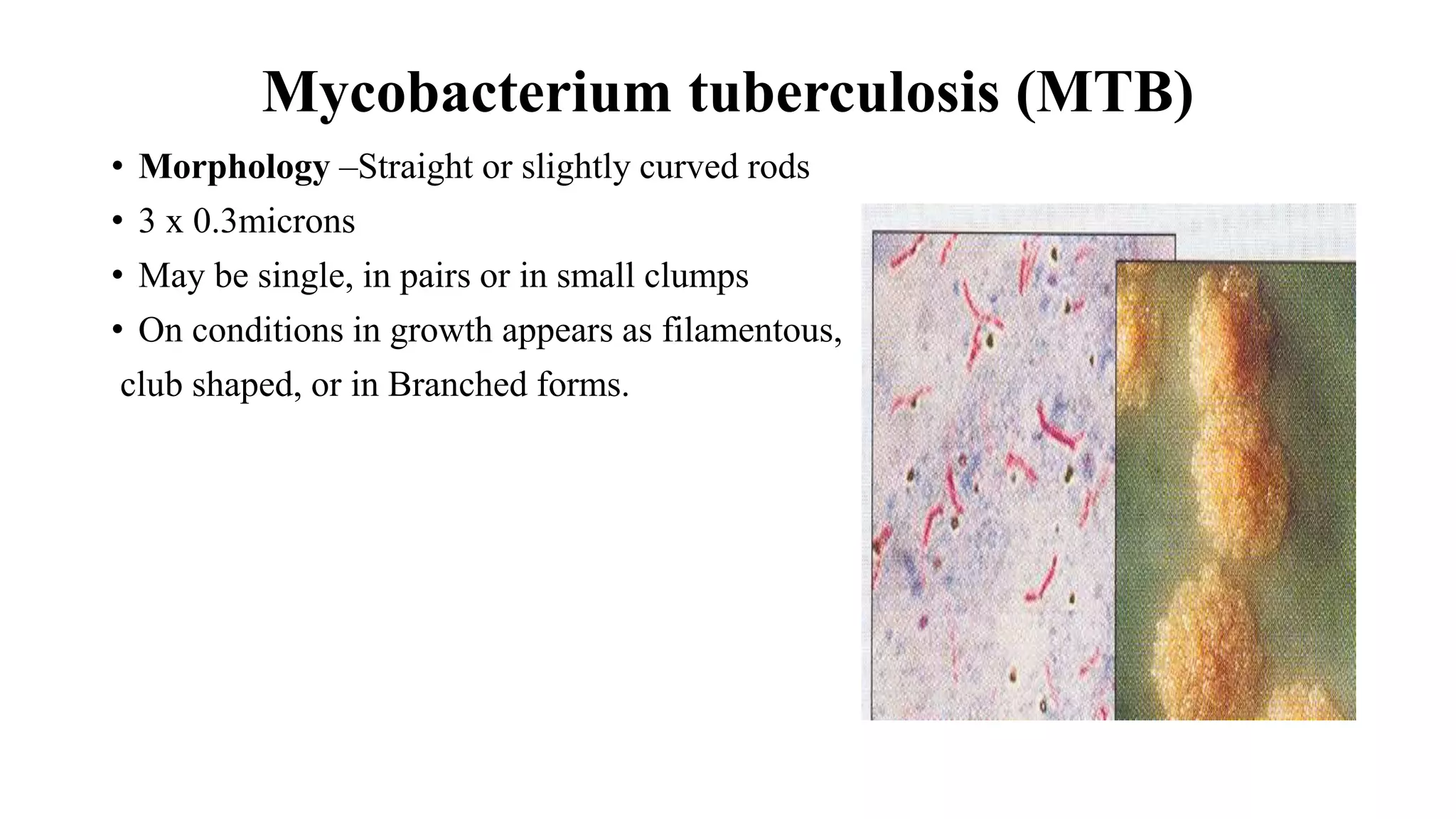 Mycobacterium Tuberculosis | PPTX
