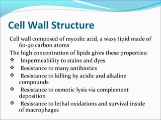 Mycobacterium tuberculosis | PPT