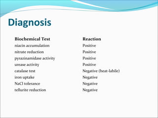 Mycobacterium tuberculosis | PPT