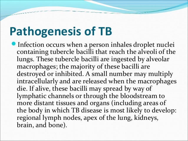 Mycobacterium tuberculosis